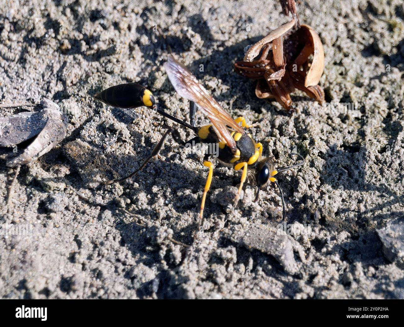 thread-waisted wasp, Sceliphron asiaticum, kaparódarázs, Isabela Island ...