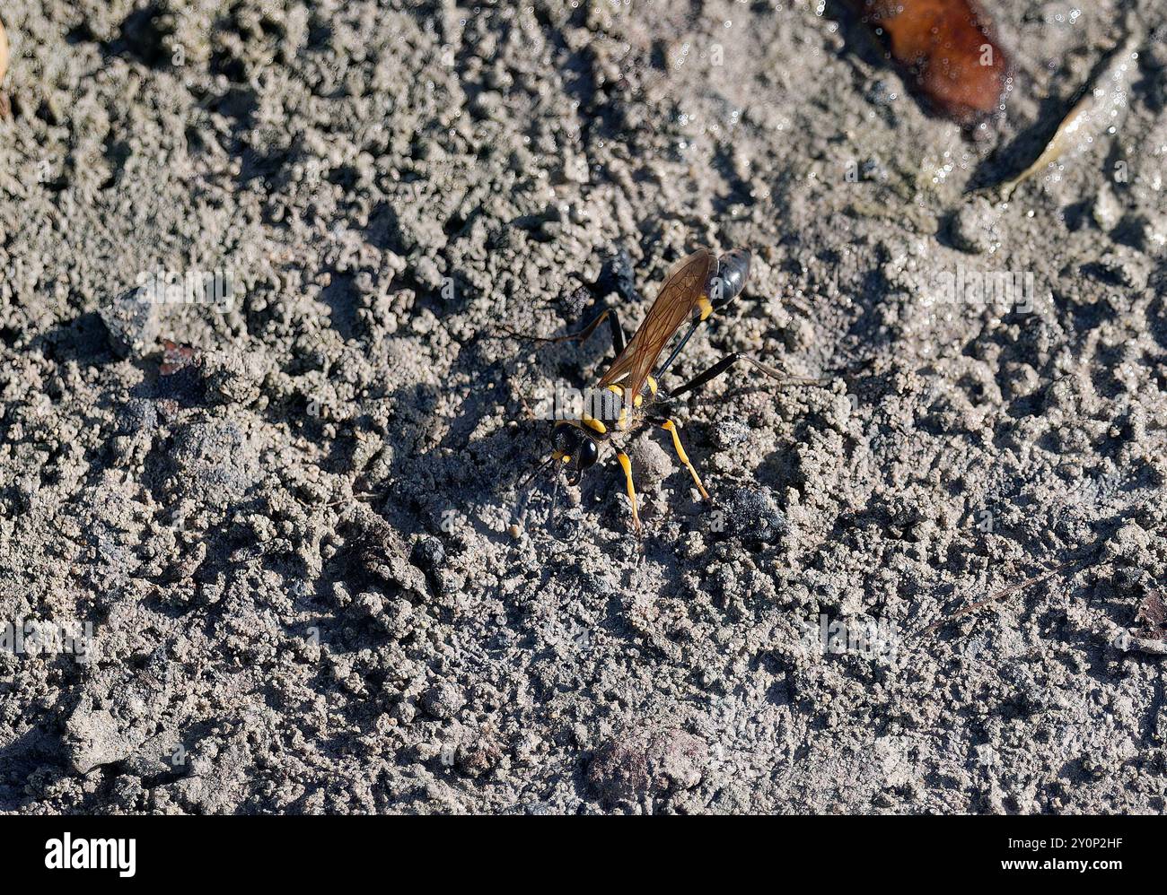 thread-waisted wasp, Sceliphron asiaticum, kaparódarázs, Isabela Island ...