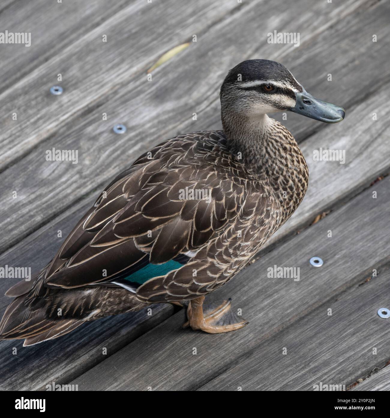 A duck standing on the walkway at the Royal Tasmanian Botanical Gardens ...