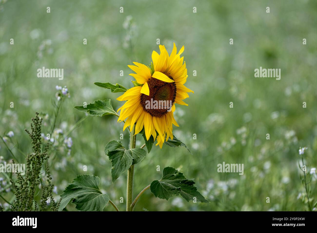 Wildblumen bild hi-res stock photography and images - Alamy