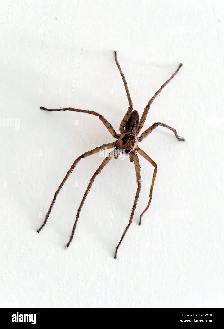 giant crab spider, cane spider, Warmhaus-Riesenkrabbenspinne, Babouk ...
