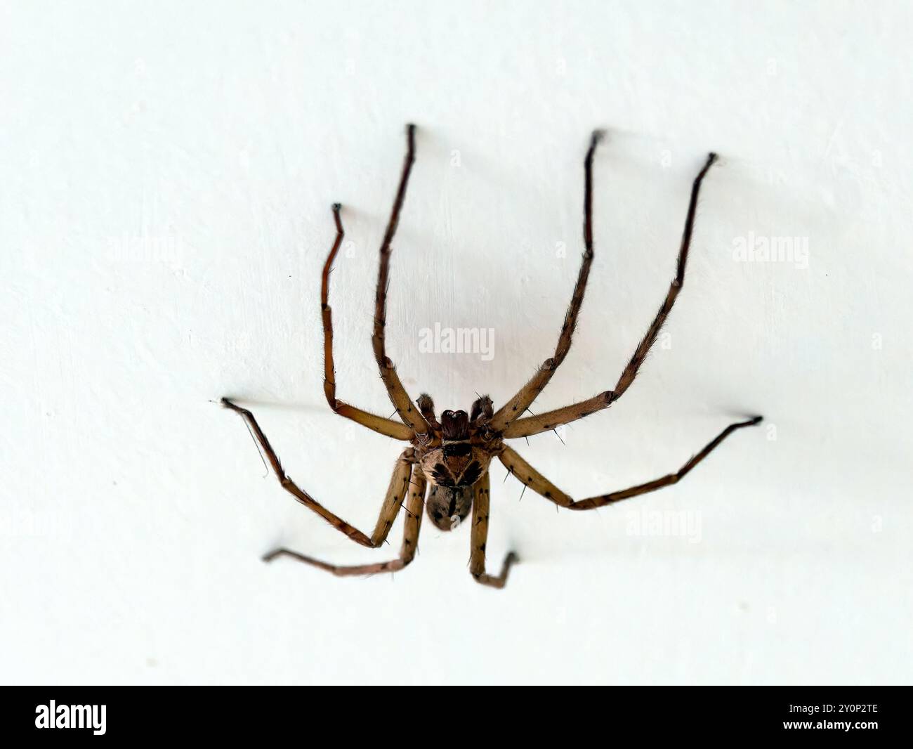giant crab spider, cane spider, Warmhaus-Riesenkrabbenspinne, Babouk ...