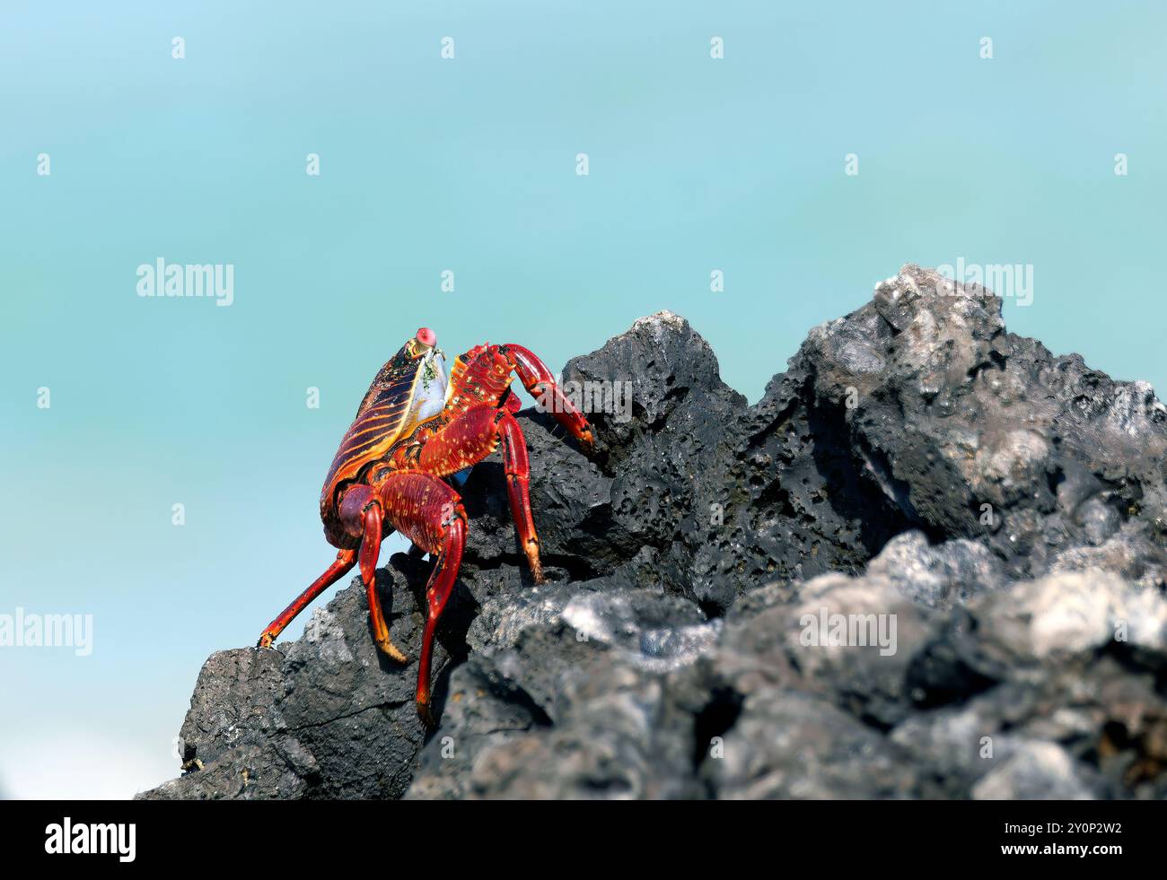 red rock crab, Rote Klippenkrabbe, Sally-pied-léger, Grapsus grapsus ...