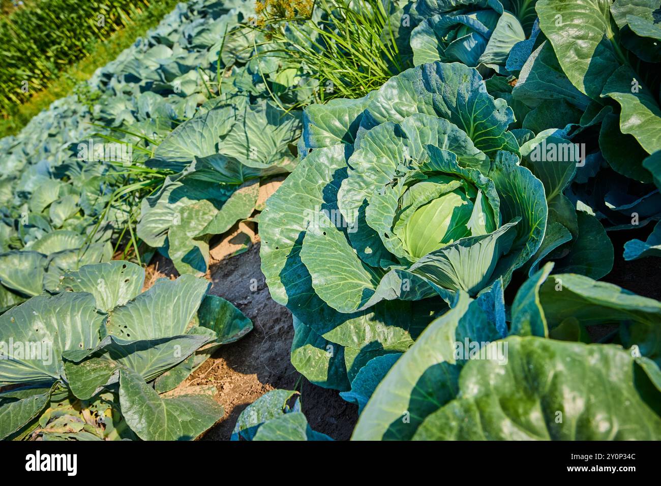 Lush Cabbage Field in Sunlight Low-Ground Perspective Stock Photo - Alamy