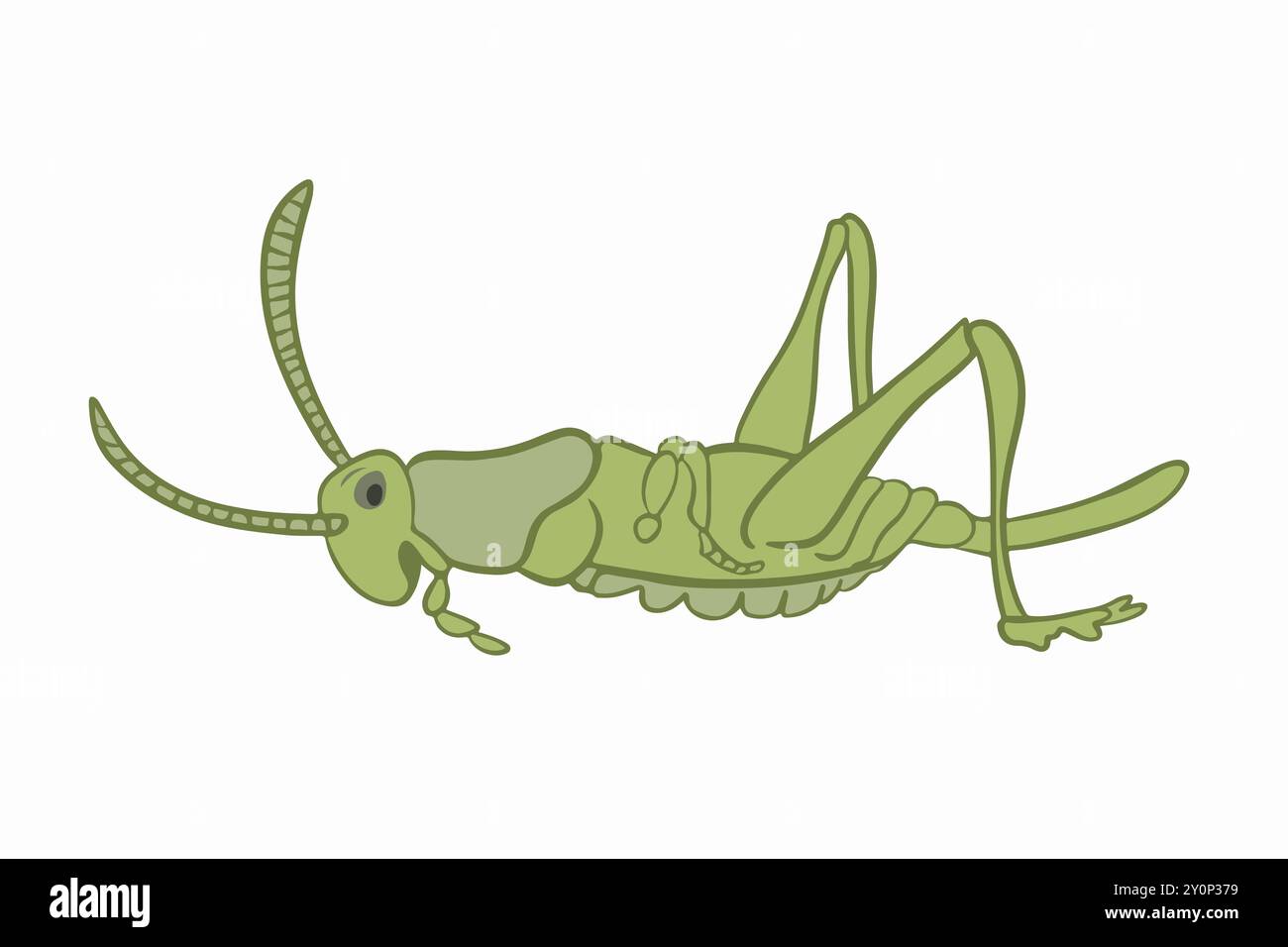 Vector isolated illustration of female jumping grasshopper Stock Vector ...