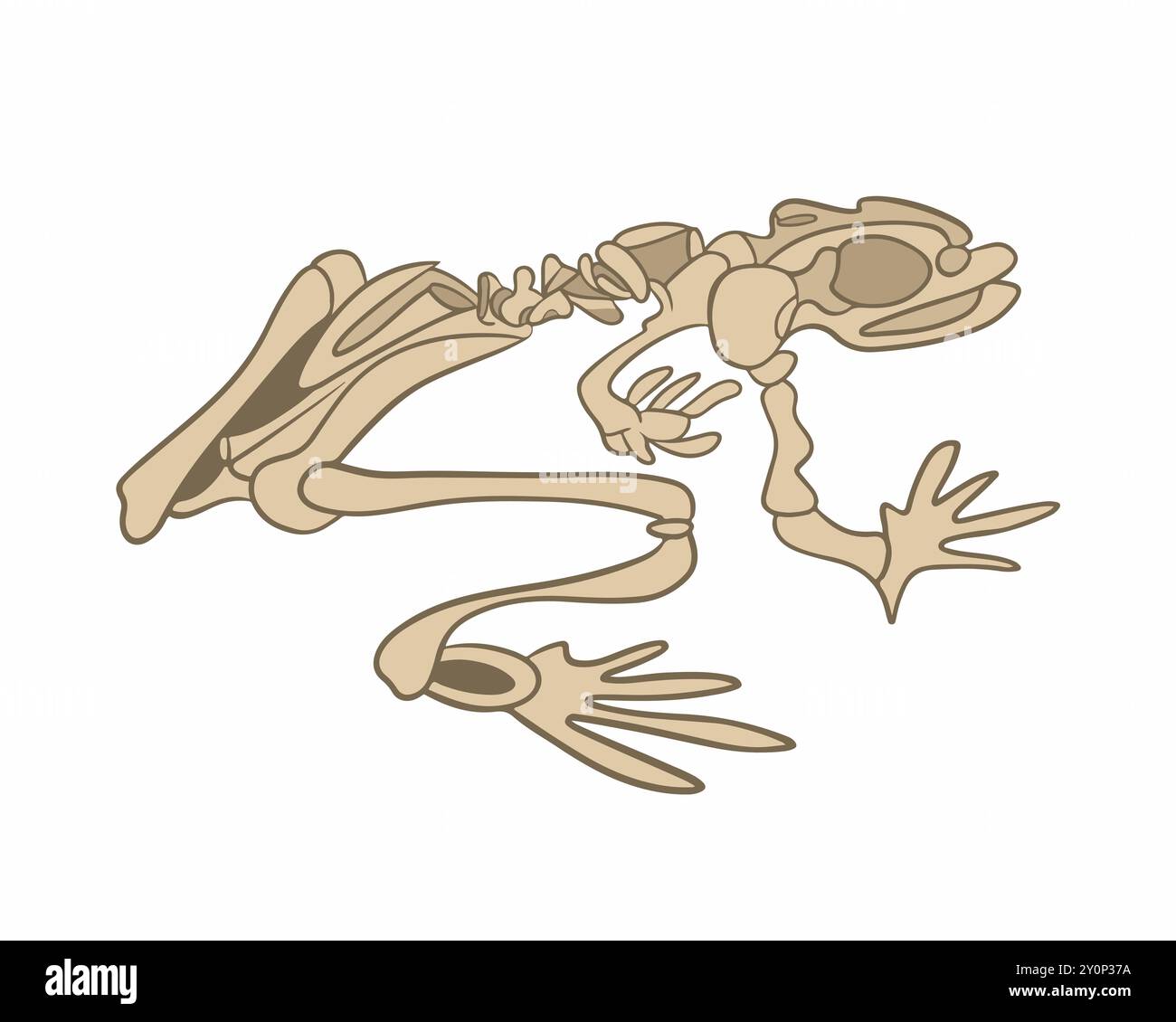 Vector isolated illustration of a frog skeleton on a white background ...