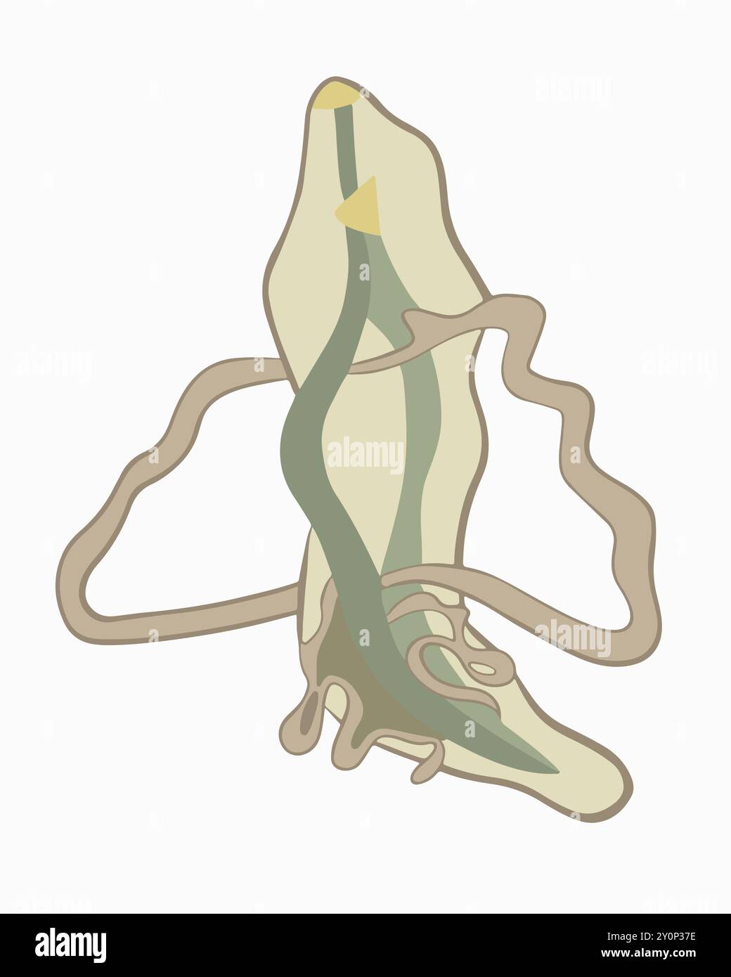 Vector isolated illustration of the structure of a roundworm on a white ...