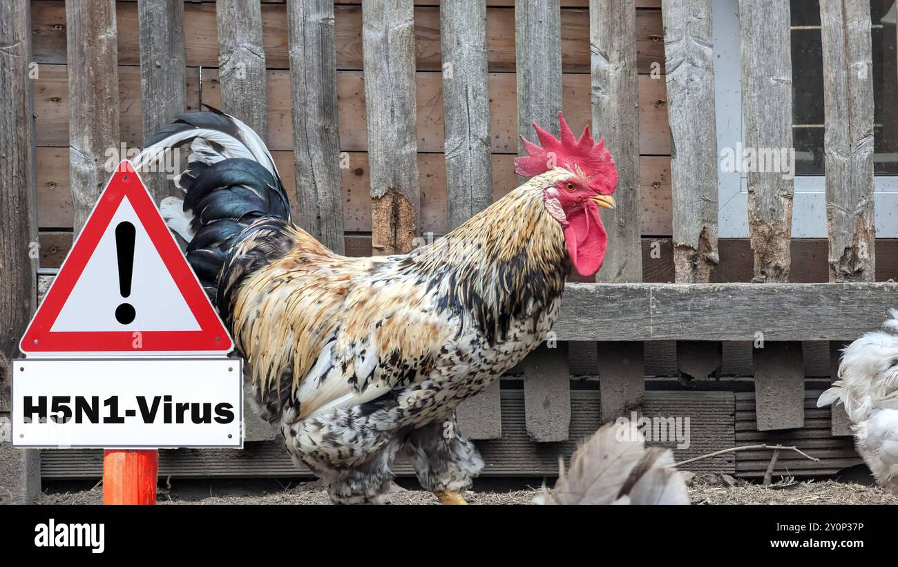 close-up of chicken, sign H5N1 concept of poultry, threat of avian ...