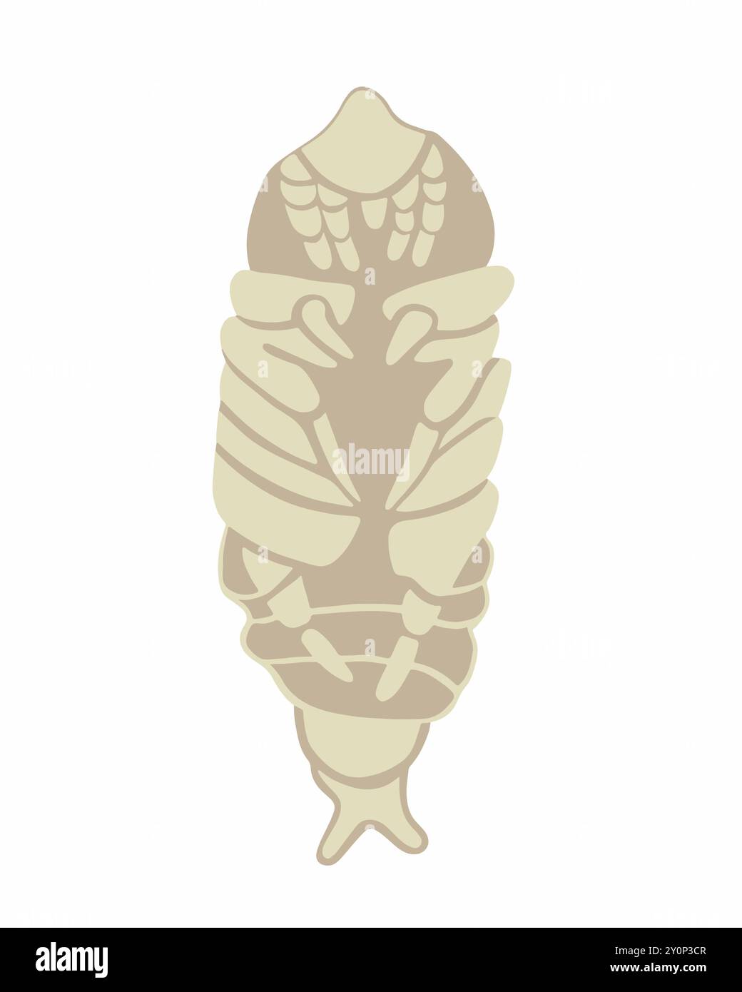Vector isolated illustration of a roach larva on a white background ...