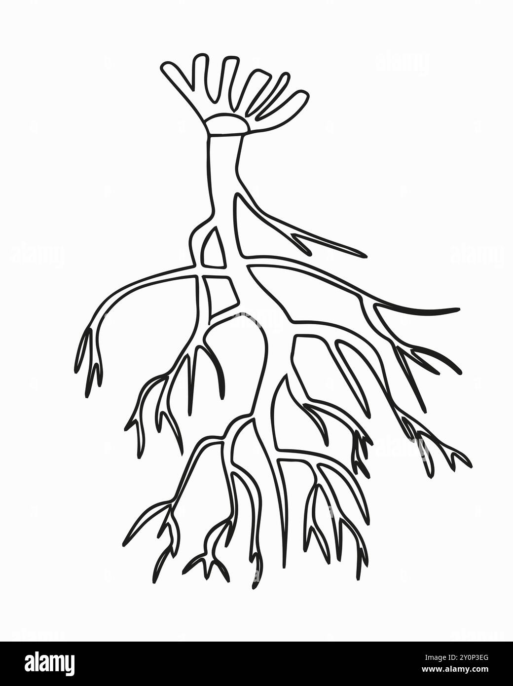 Carrot root system Cut Out Stock Images & Pictures - Alamy