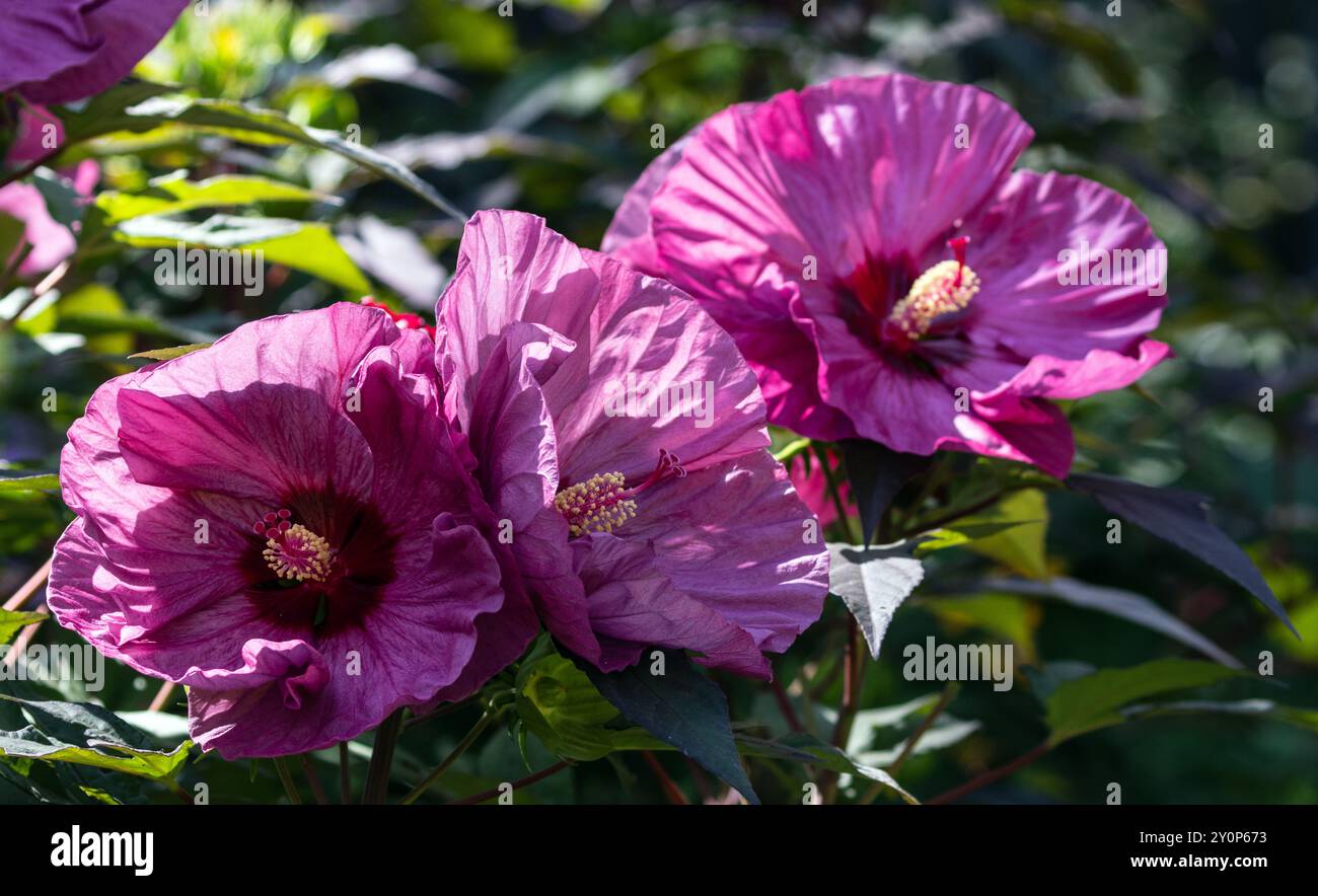 Berry awesome hibiscus hi-res stock photography and images - Alamy