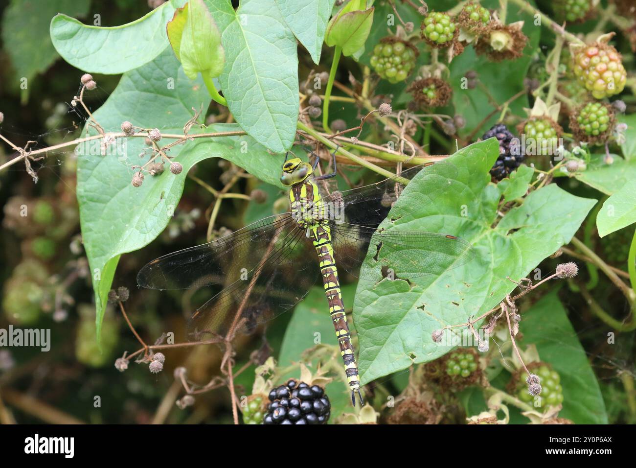 Southern Hawker or Blue Hawker Dragonfly female - Aeshna cyanea Stock ...