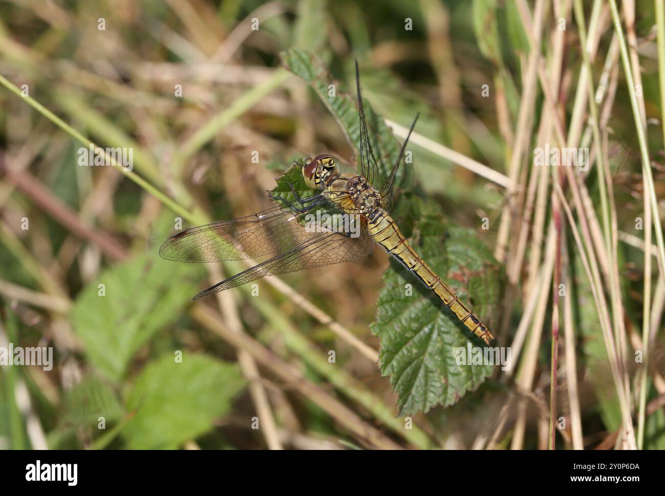 Ruddy Darter Dragonfly female - Sympetrum sanguineum Stock Photo - Alamy