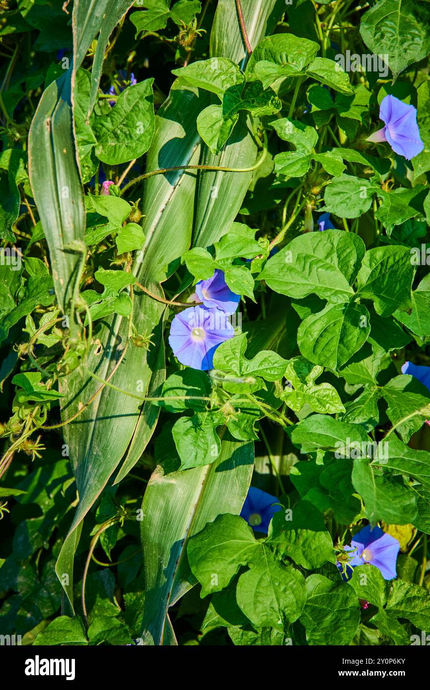 Lush corn leaves morning glory hi-res stock photography and images - Alamy