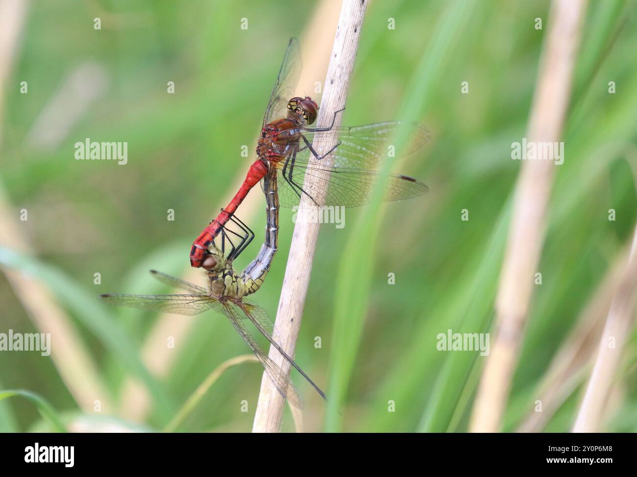 Ruddy Darter Dragonfly mating pair - Sympetrum sanguineum Stock Photo ...