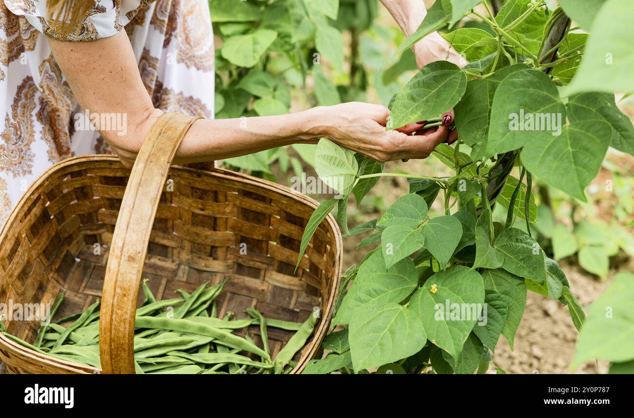 Hands of a woman picking beans from the plant in the vegetable garden ...