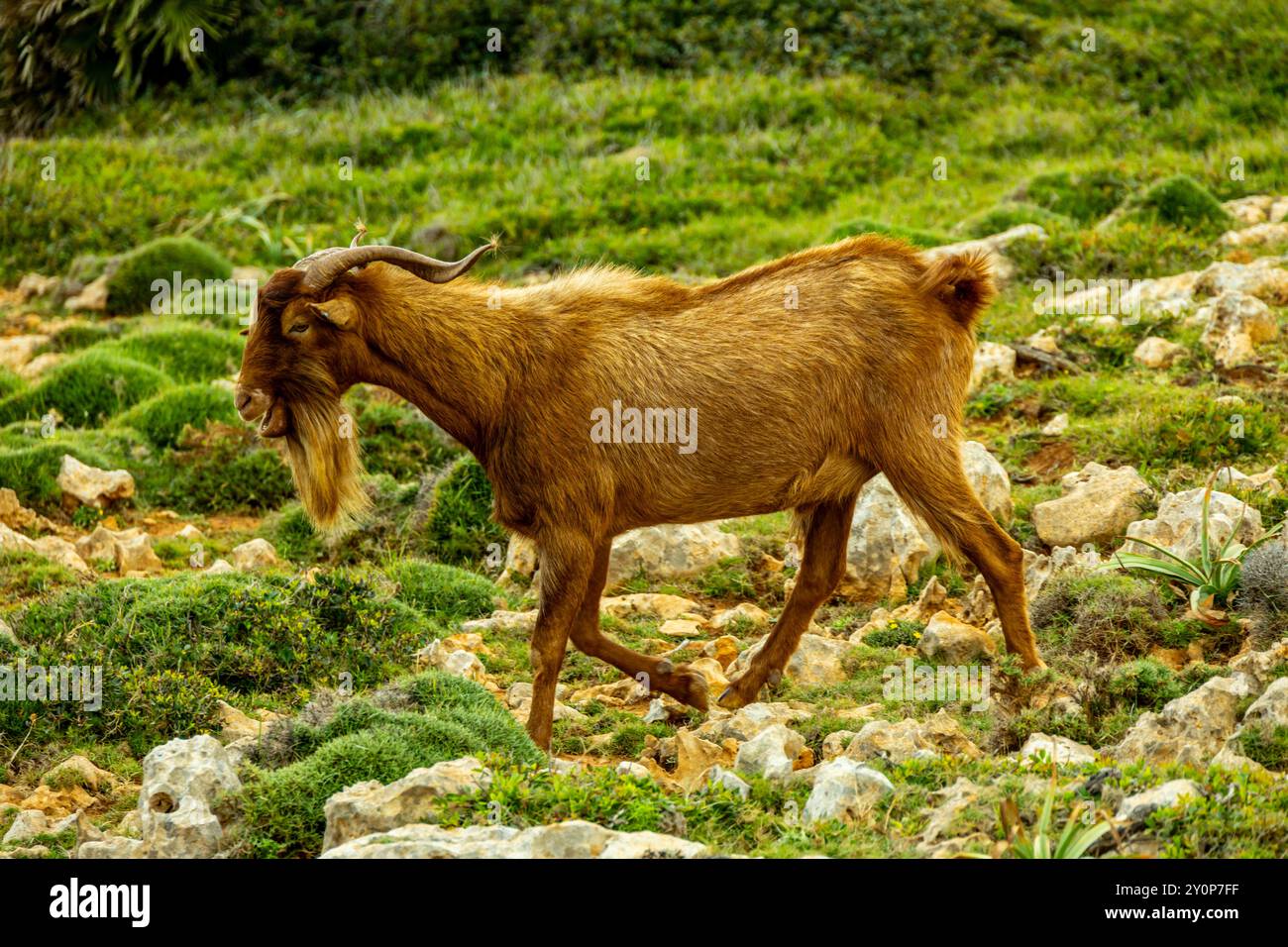 Hike to the Talaia de son Jaumell mountain and viewpoint just outside ...
