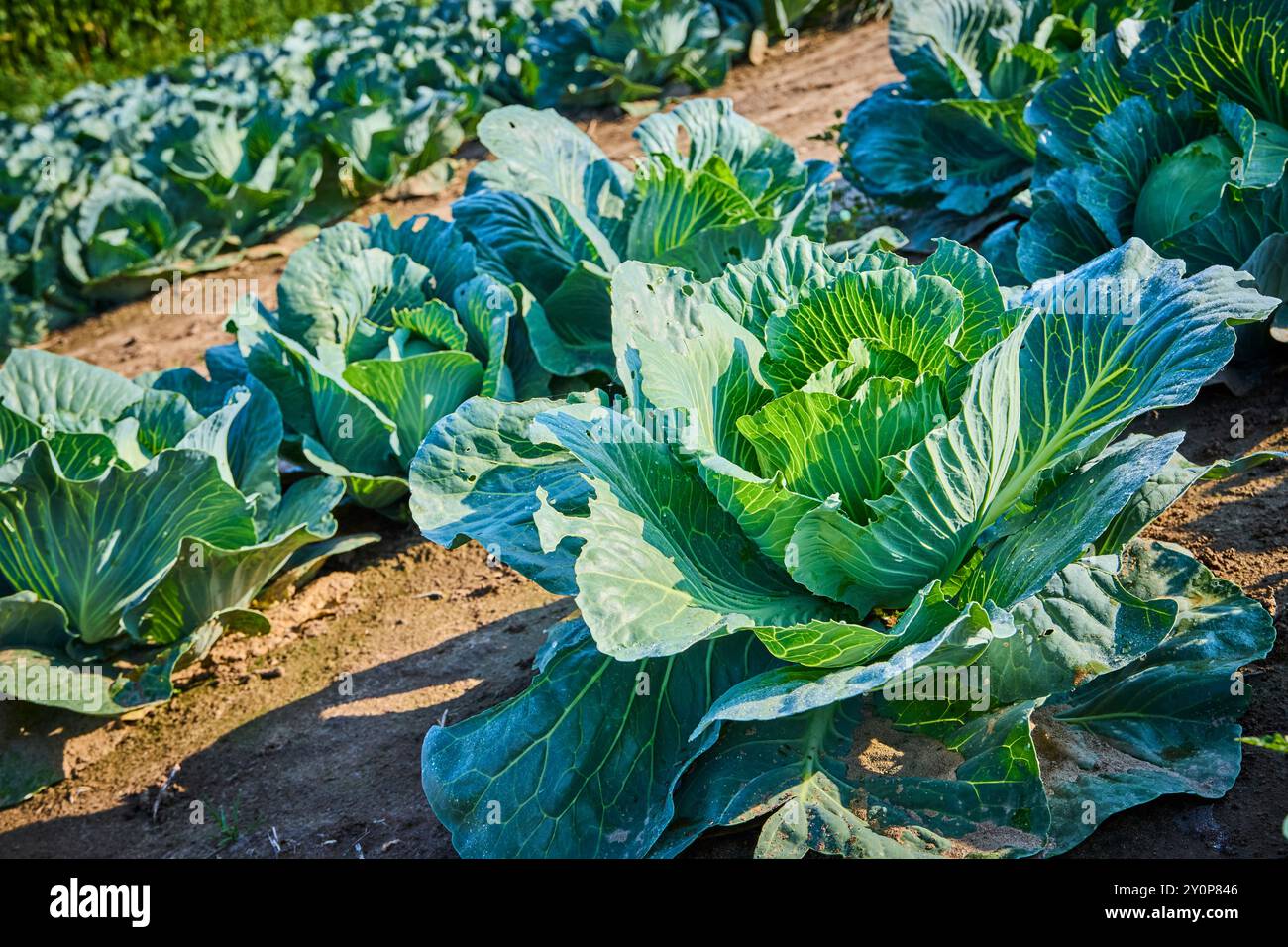 Vibrant Cabbage Field with Lush Green Heads at Eye-Level Perspective ...