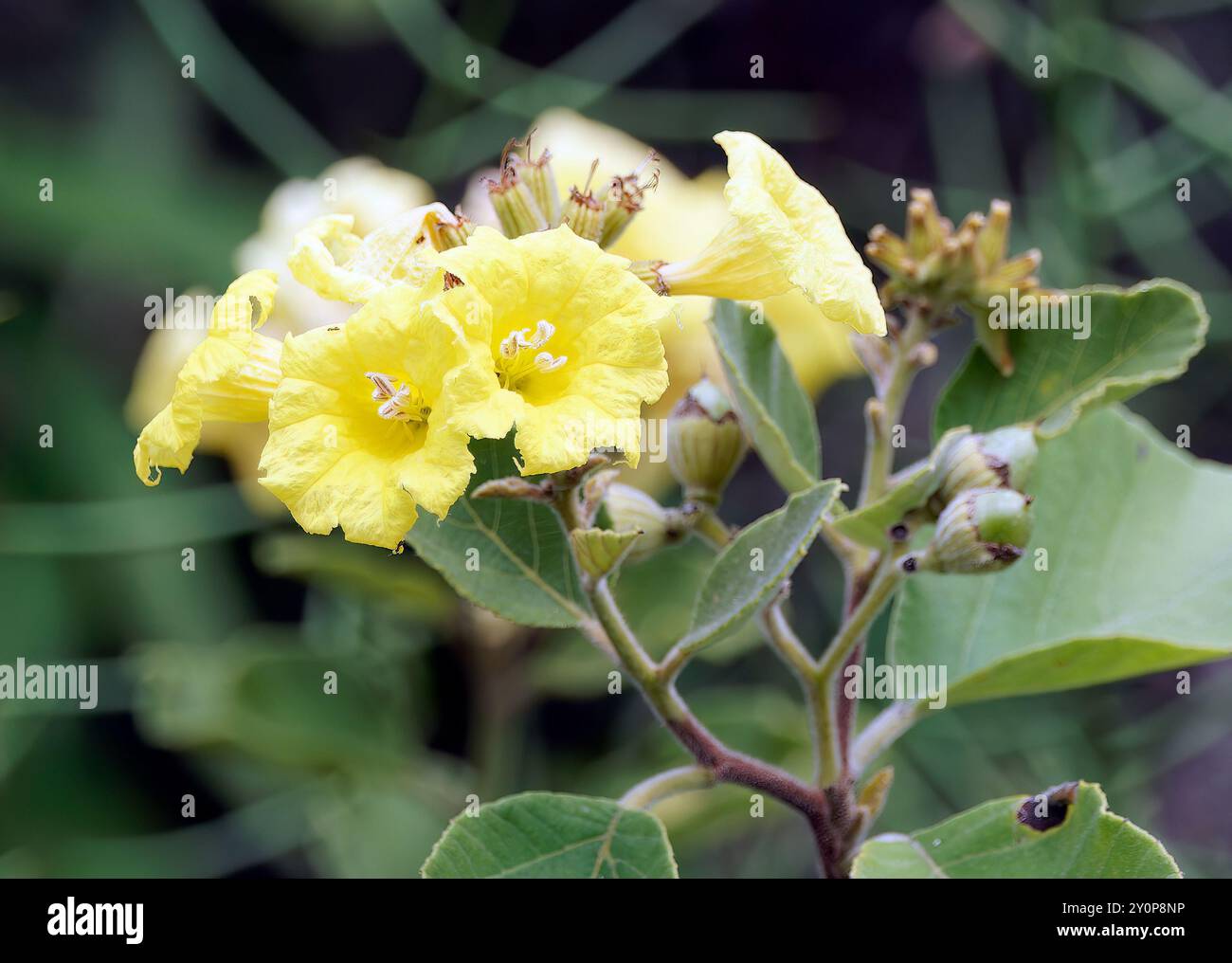 yellow cordia, Cordia lutea, Isabela Island, Galápagos, Ecuador, South ...