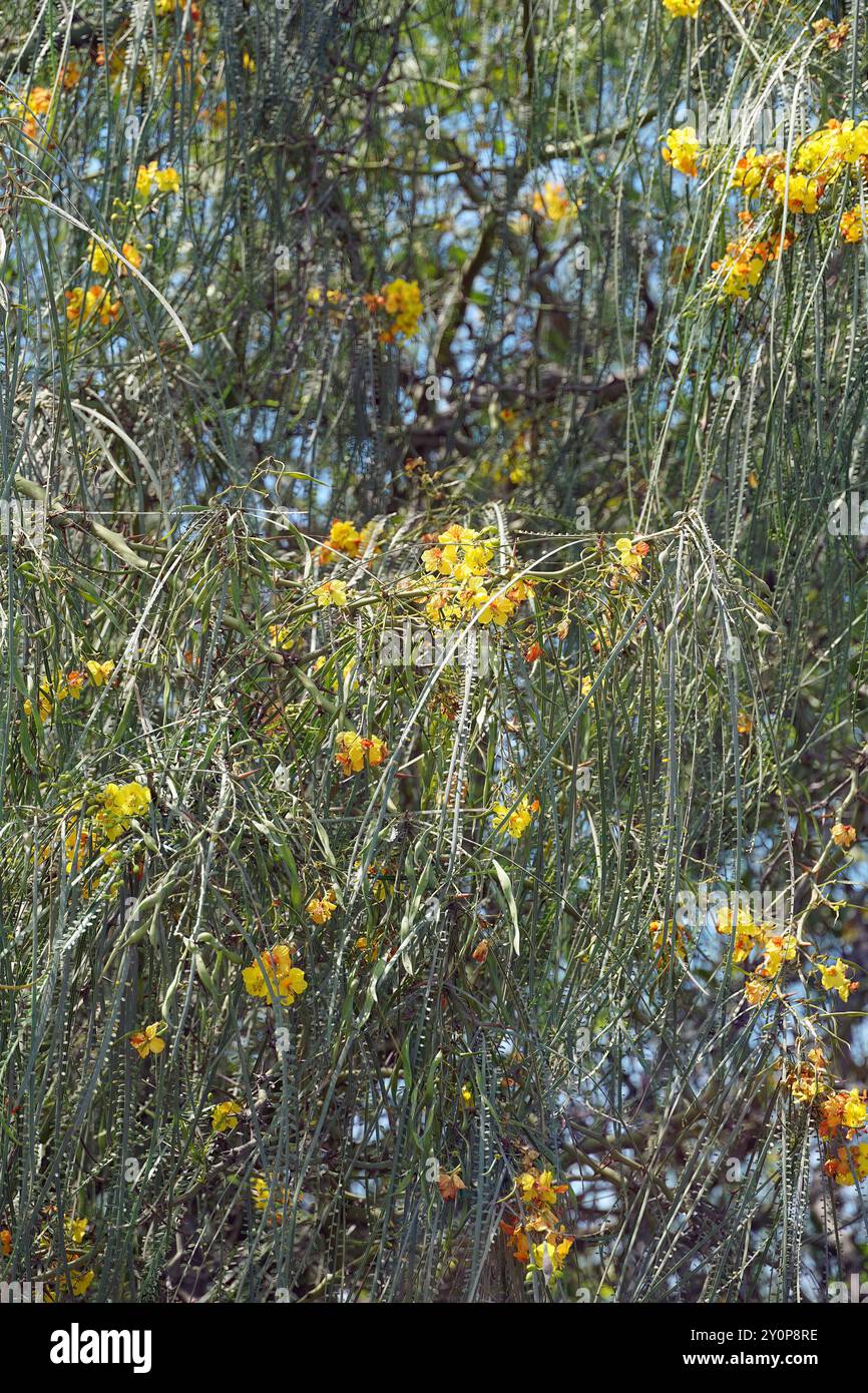Retama tree parkinsonia aculeata hi-res stock photography and images ...