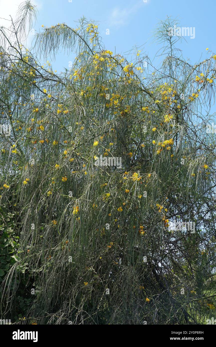 Retama tree parkinsonia aculeata hi-res stock photography and images ...
