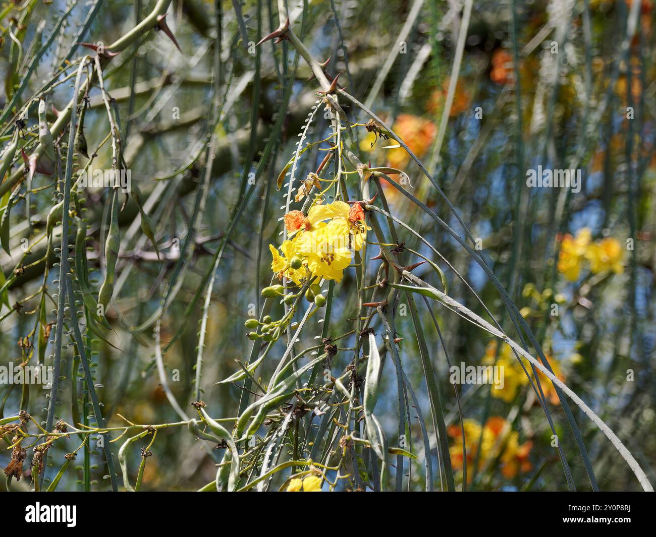 Retama tree parkinsonia aculeata hi-res stock photography and images ...