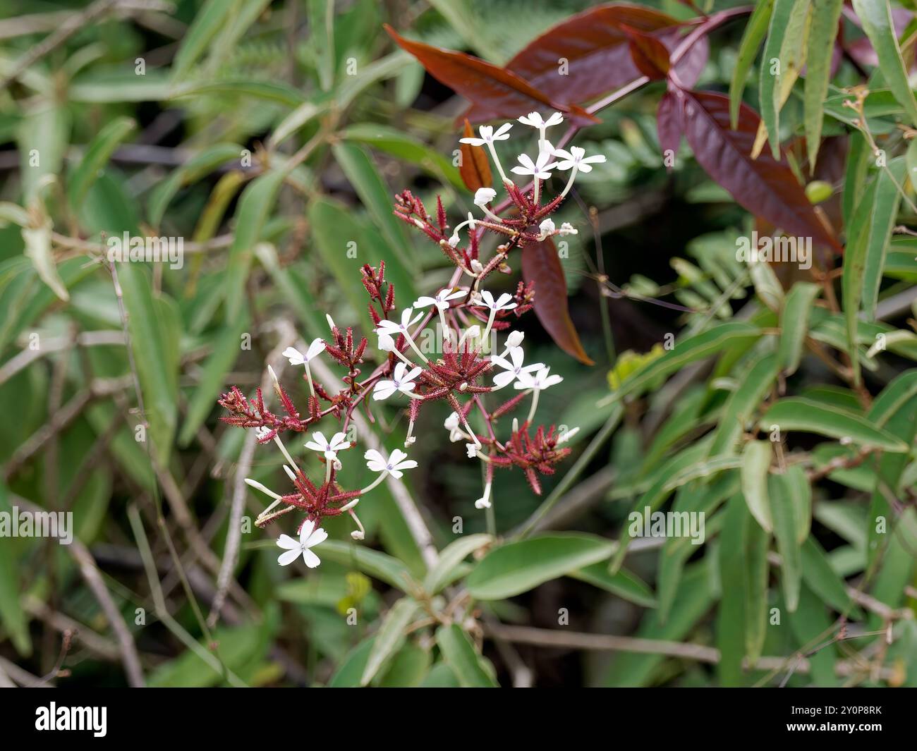 Ceylon leadwort, doctorbush, wild leadwort, plombago de Ceylan ...