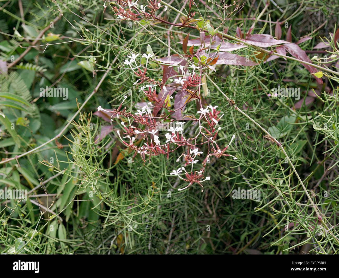 Ceylon leadwort, doctorbush, wild leadwort, plombago de Ceylan ...