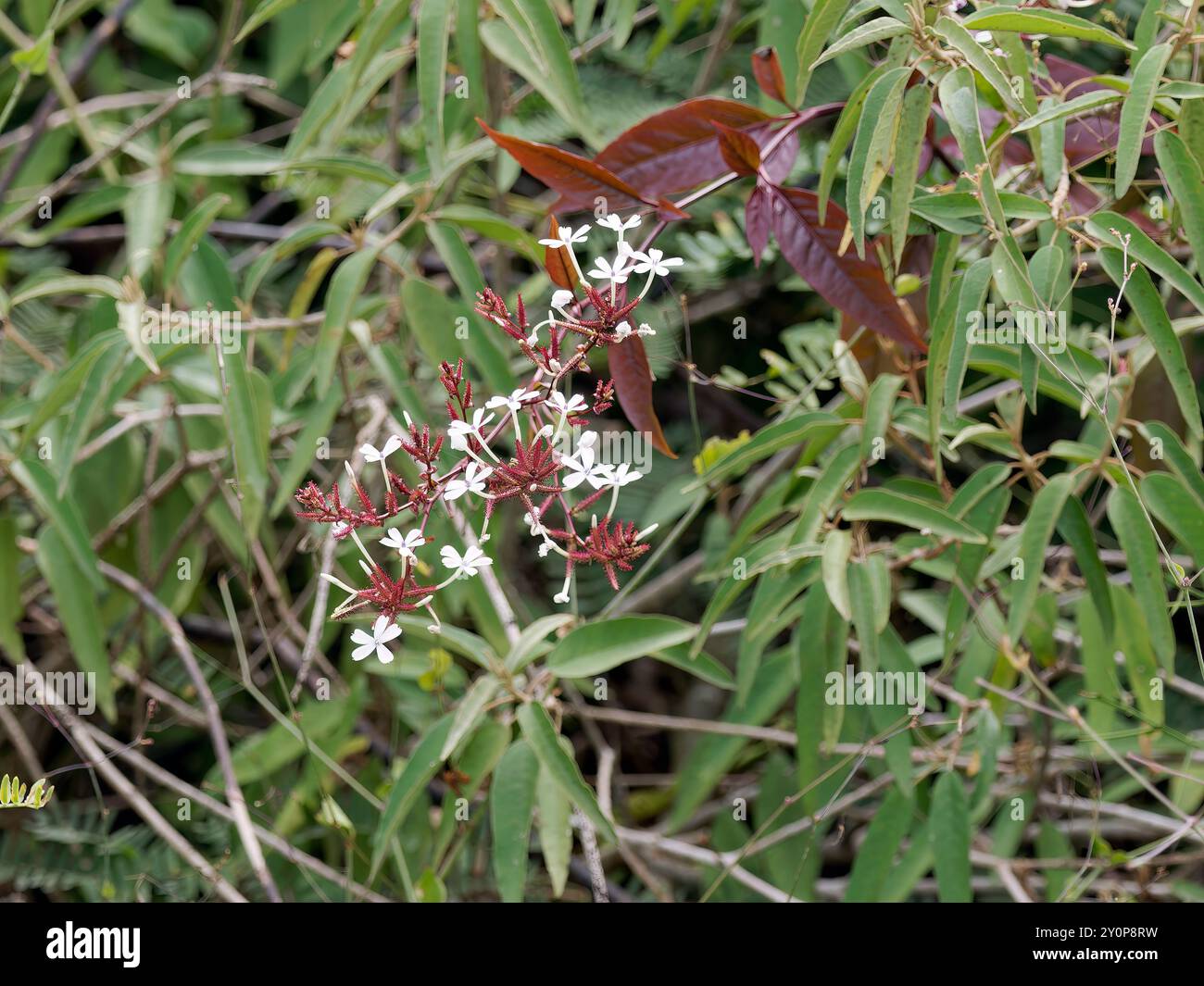 Ceylon leadwort, doctorbush, wild leadwort, plombago de Ceylan ...