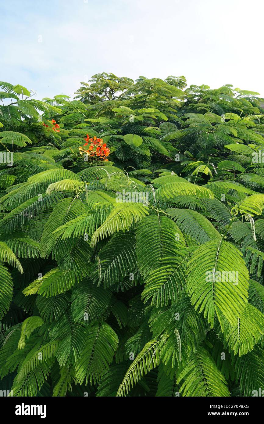 royal poinciana, flamboyant, phoenix flower, flame tree, Flammenbaum ...