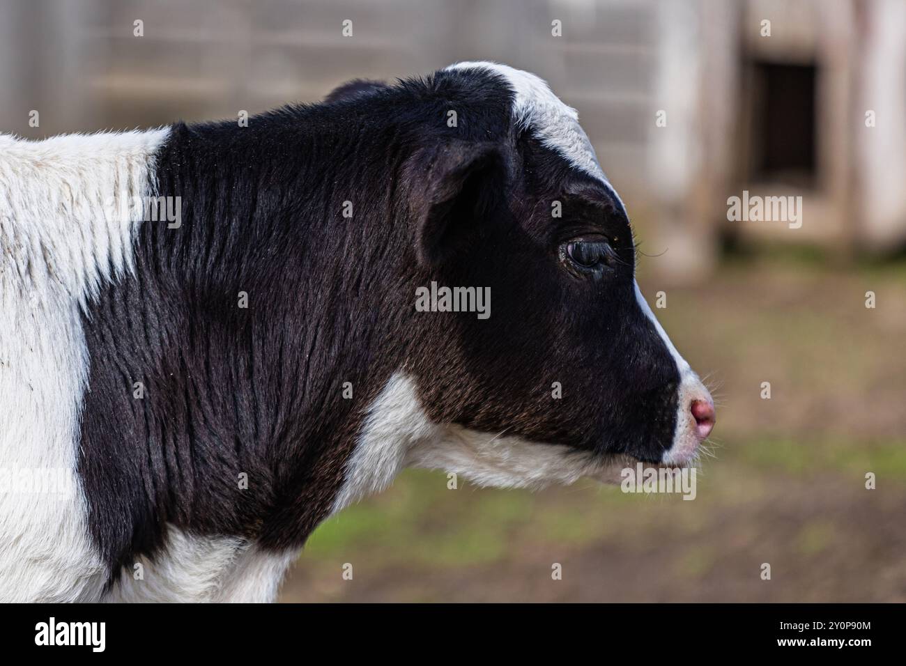 A young black and white dairy calf stands in a pasture, representing ...