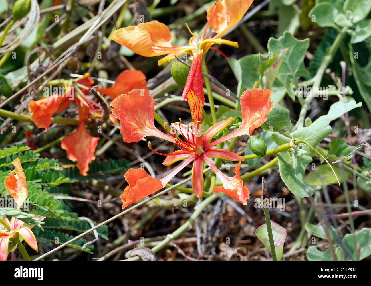royal poinciana, flamboyant, phoenix flower, flame tree, Flammenbaum ...