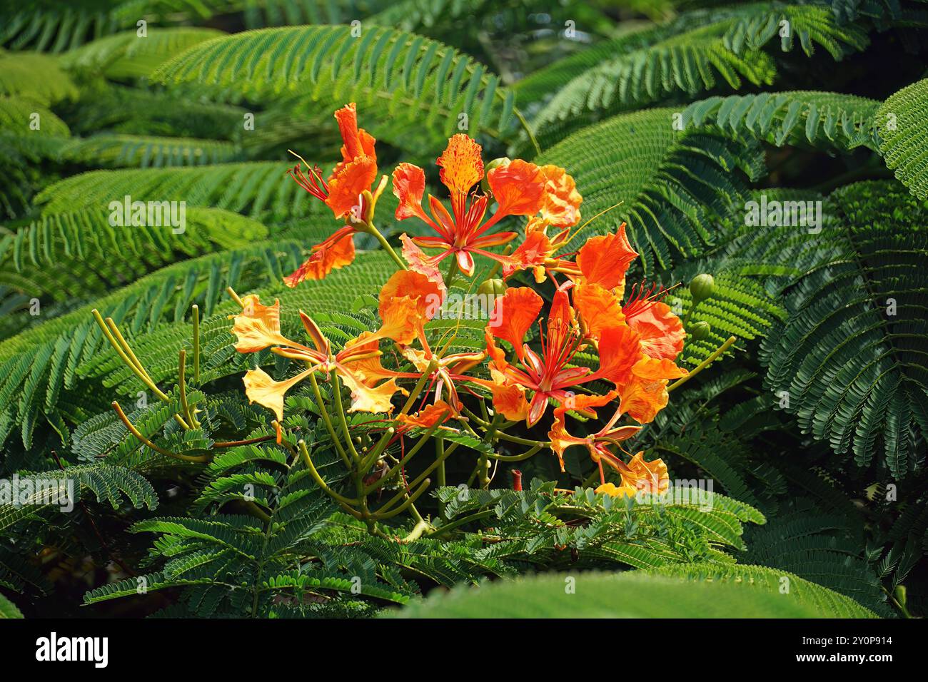 royal poinciana, flamboyant, phoenix flower, flame tree, Flammenbaum ...
