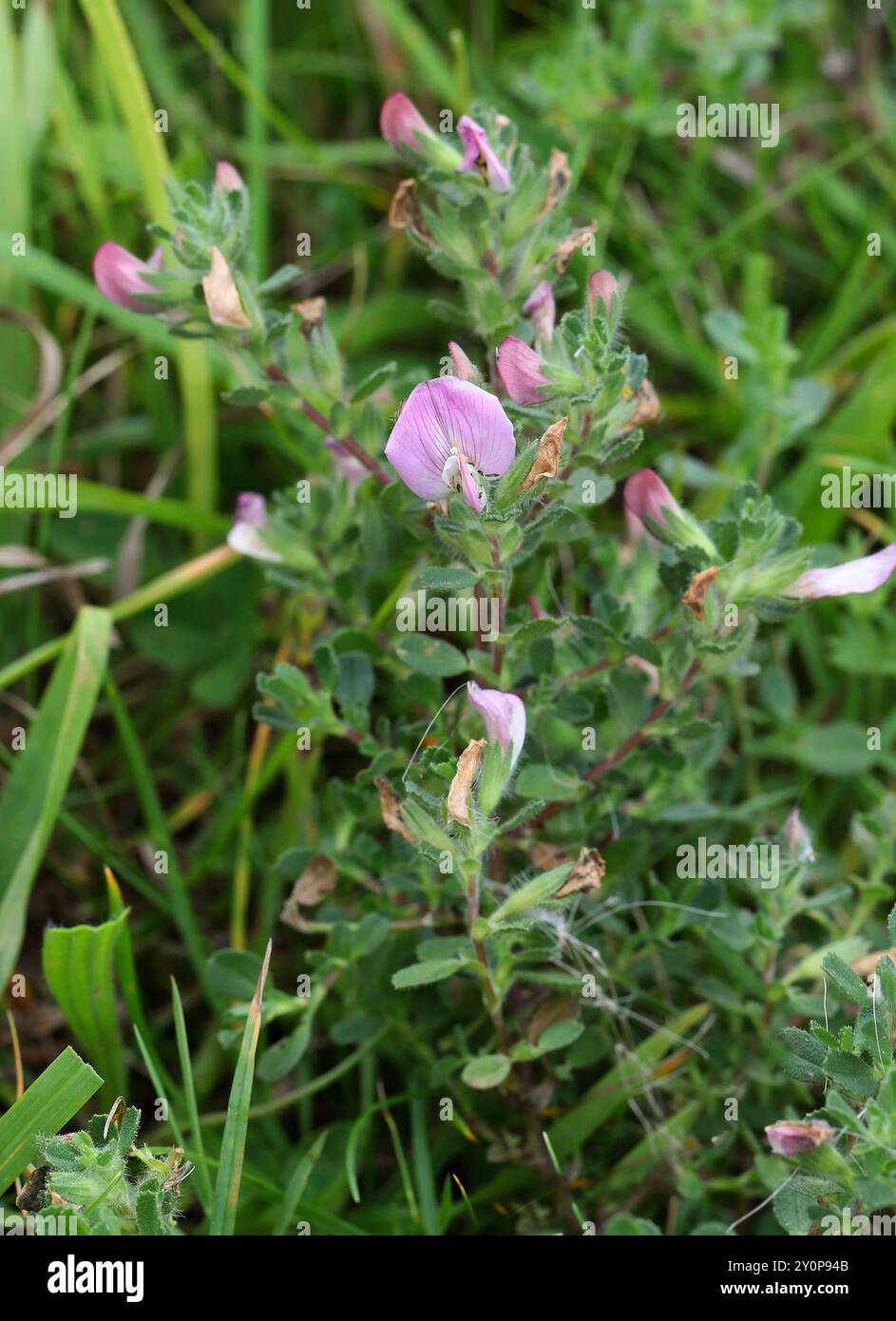 Rest Harrow, Ononis repens, Fabaceae. Syn. Ononis spinosa subsp ...