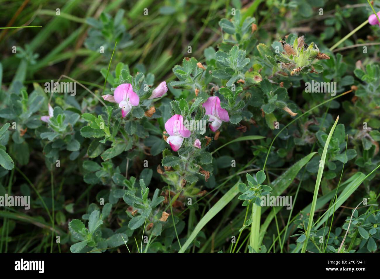 Ononis spinosa subsp hi-res stock photography and images - Alamy