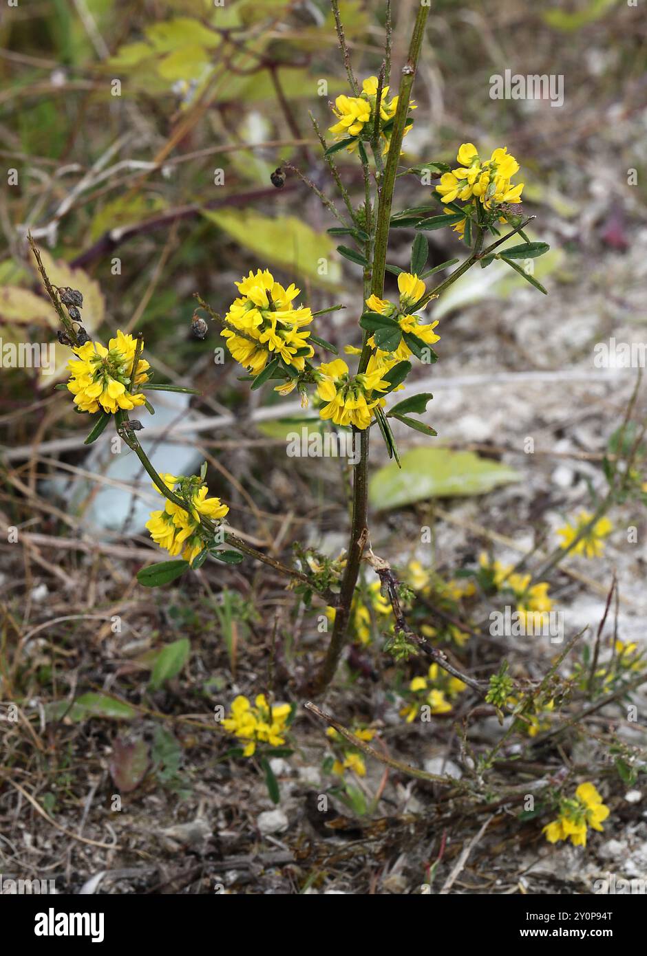 Yellow Lucerne, Sickle Alfalfa, Yellow-flowered Alfalfa, Yellow Alfalfa ...