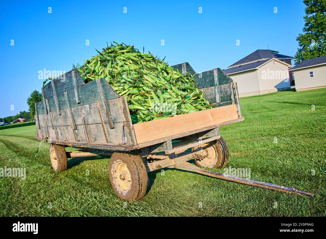 Rustic Corn Harvest Cart in Lush Field at Eye-Level Perspective Stock ...