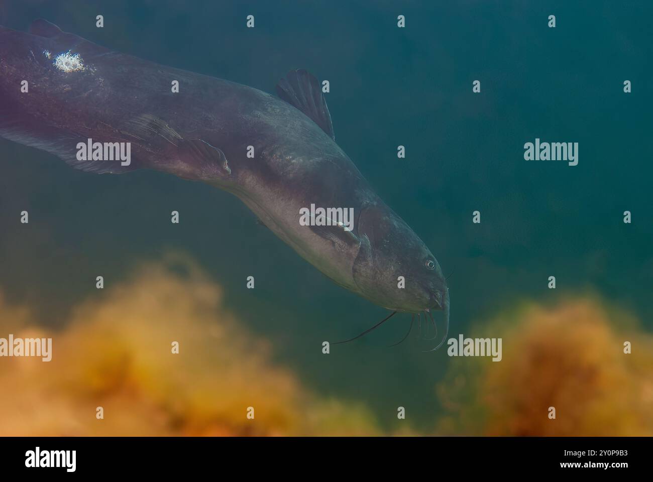 Underwater View of a Channel Catfish Ictalurus punctatus Stock Photo ...