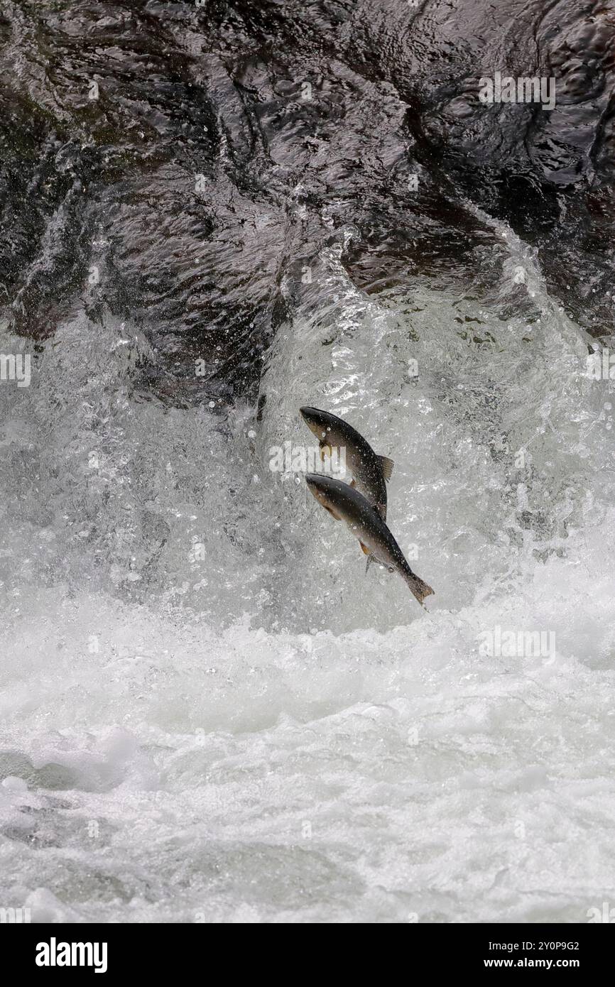 Two Chinook salmon (Oncorhynchus tshawytscha), also known as Spring ...