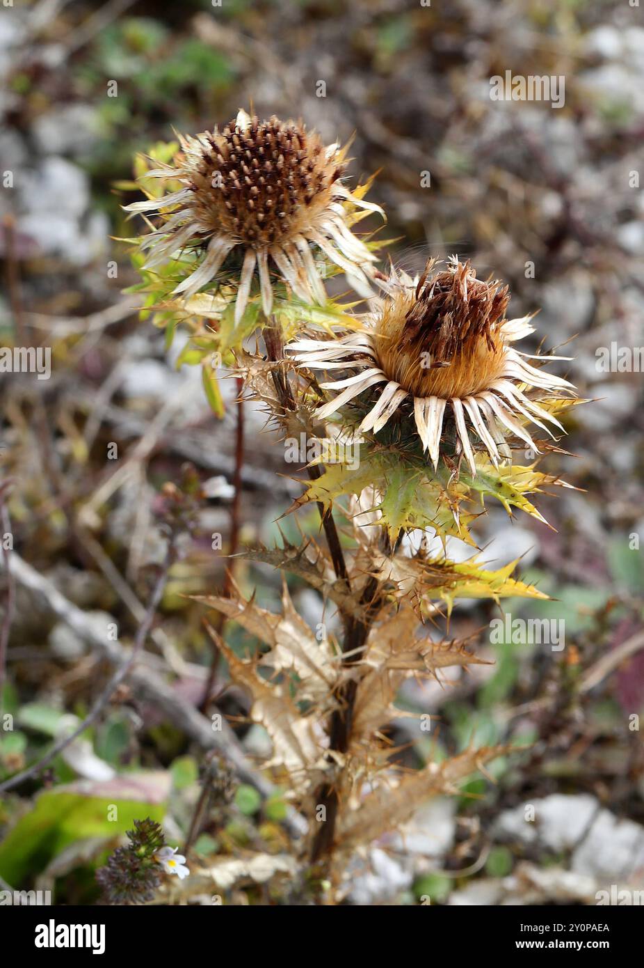 Brown limestone soils hi-res stock photography and images - Alamy