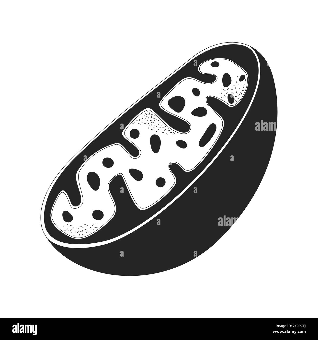 Cell educative model black and white 2D line object Stock Vector Image ...