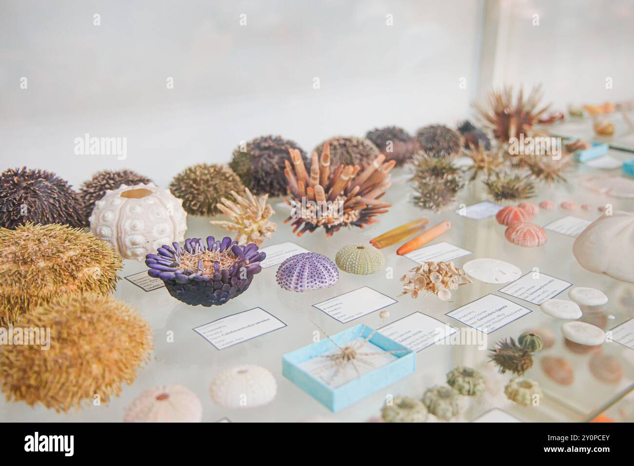 A collection of different sea urchins and marine specimens is arranged ...