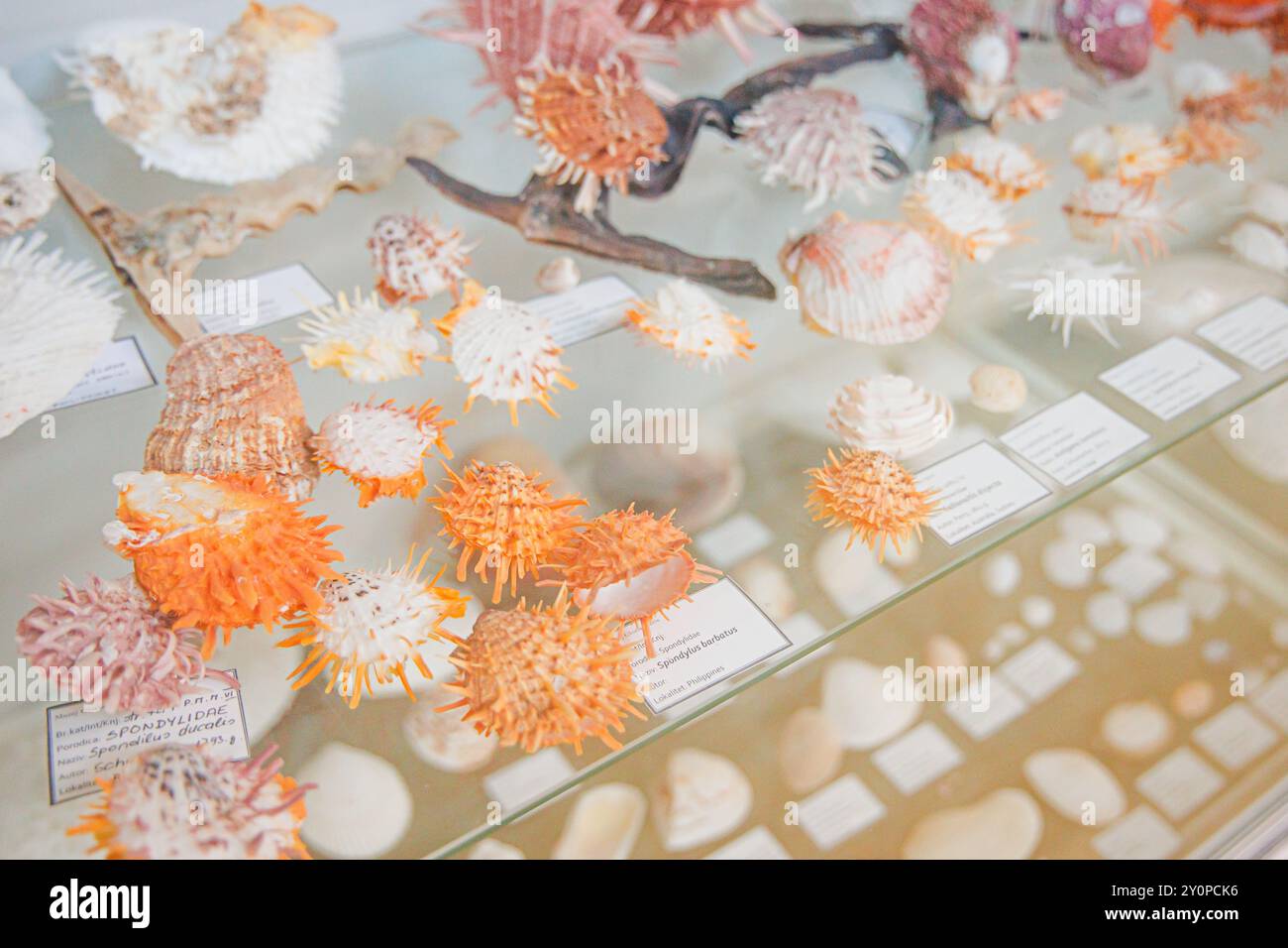 Specimen labeling hi-res stock photography and images - Alamy