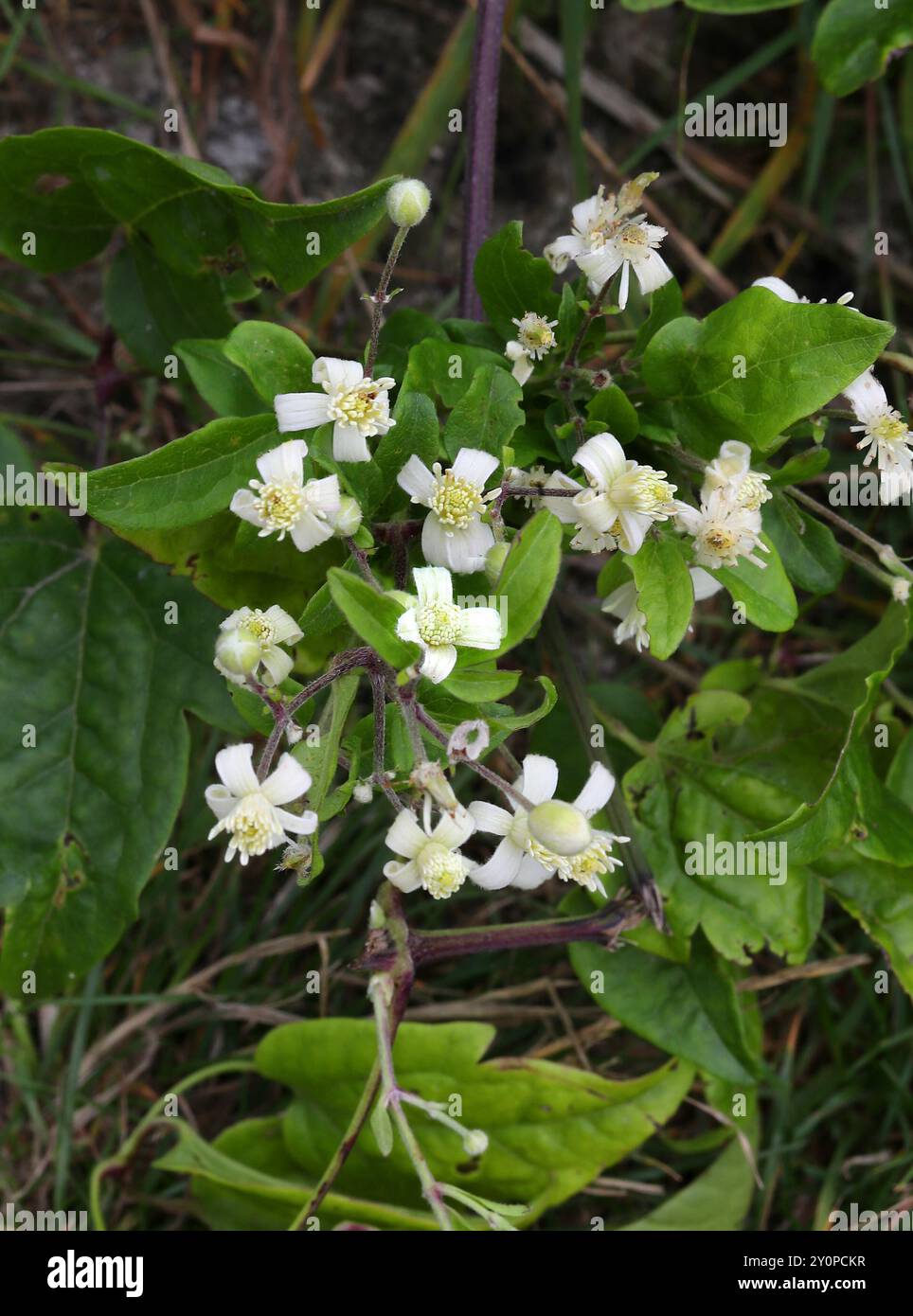 Flowers of Old Man's Beard or Traveller's Joy, Clematis vitalba ...