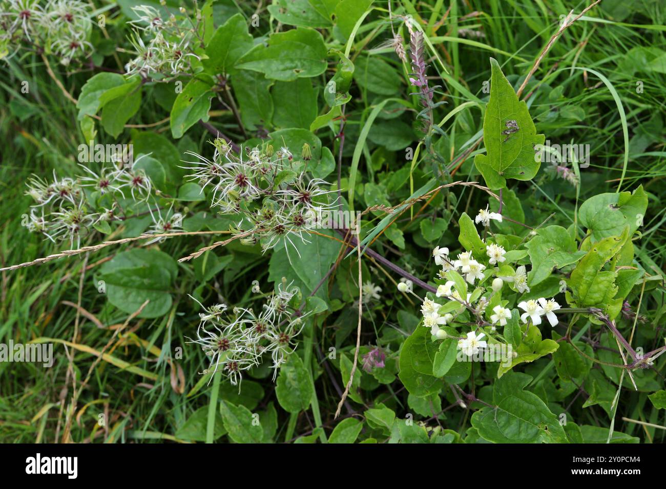 Flowers and Seeds of Old Man's Beard or Traveller's Joy, Clematis ...