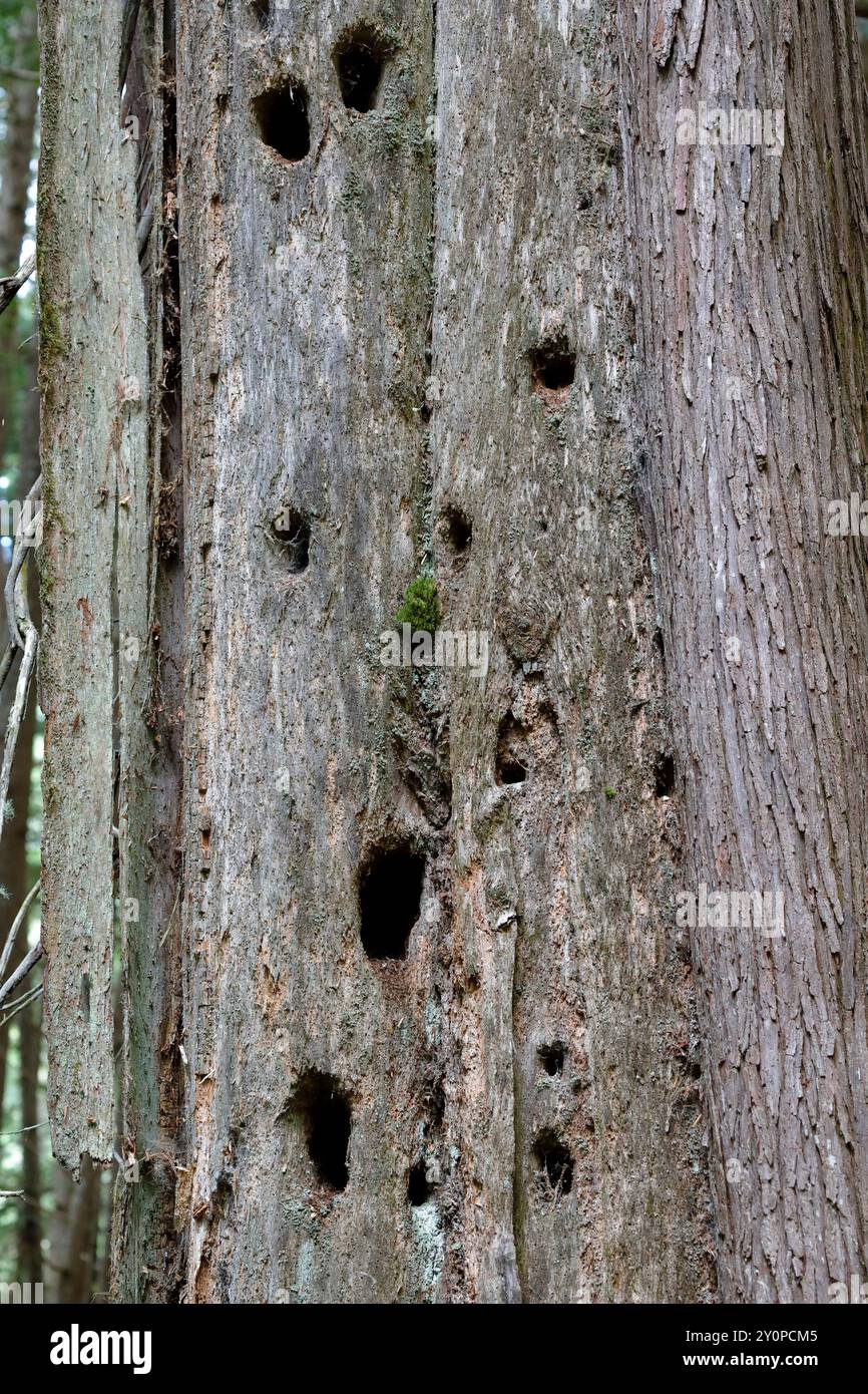 Woodpecker out of the tree hi-res stock photography and images - Alamy