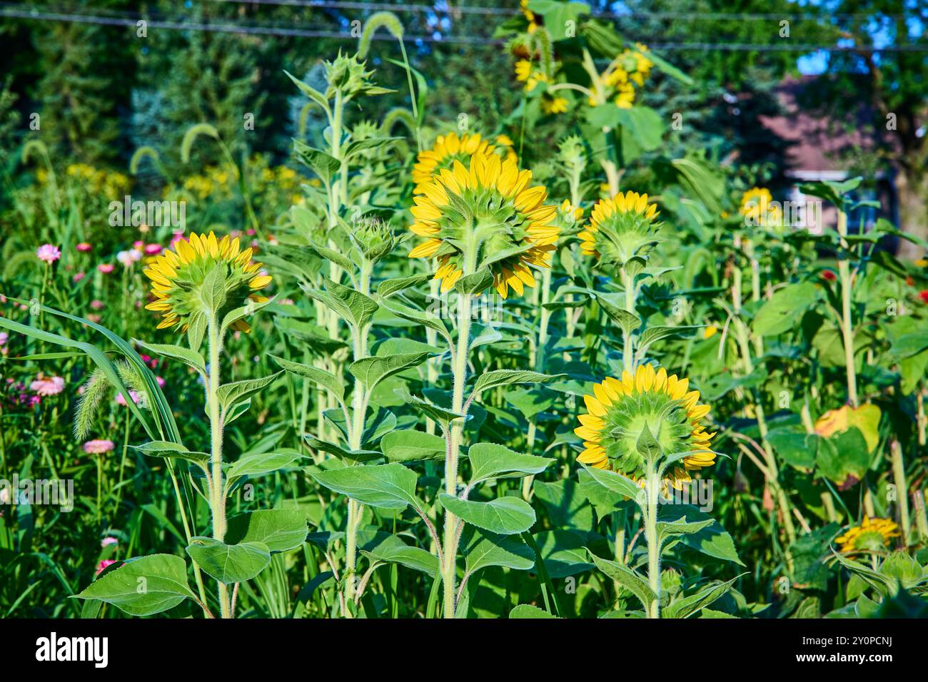 Sunflowers in morning summer field hi-res stock photography and images ...