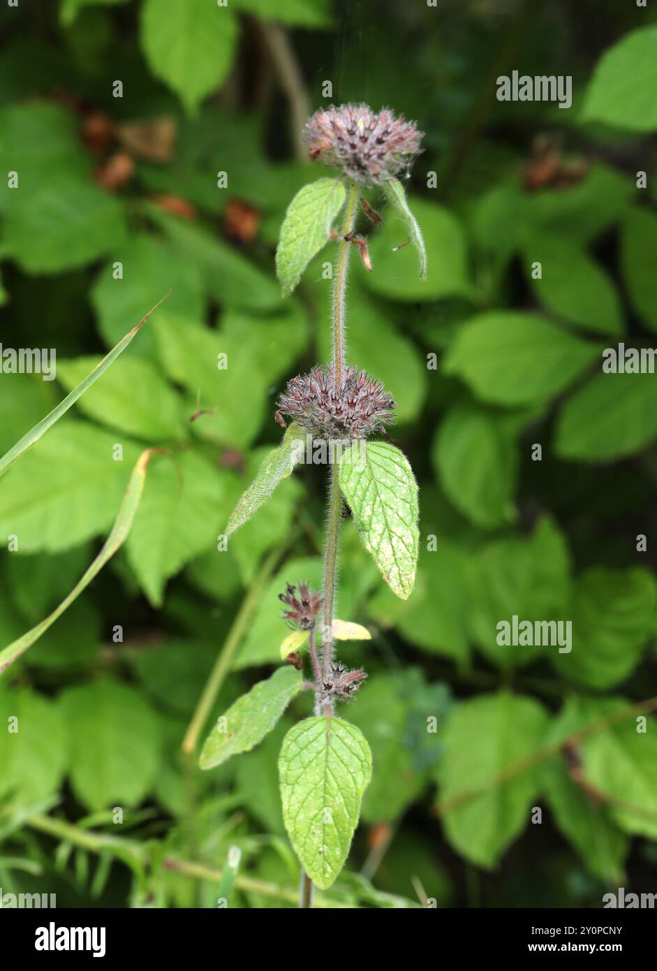 Wild Basil, Clinopodium vulgare, Lamiaceae. Totternhoe Knolls ...