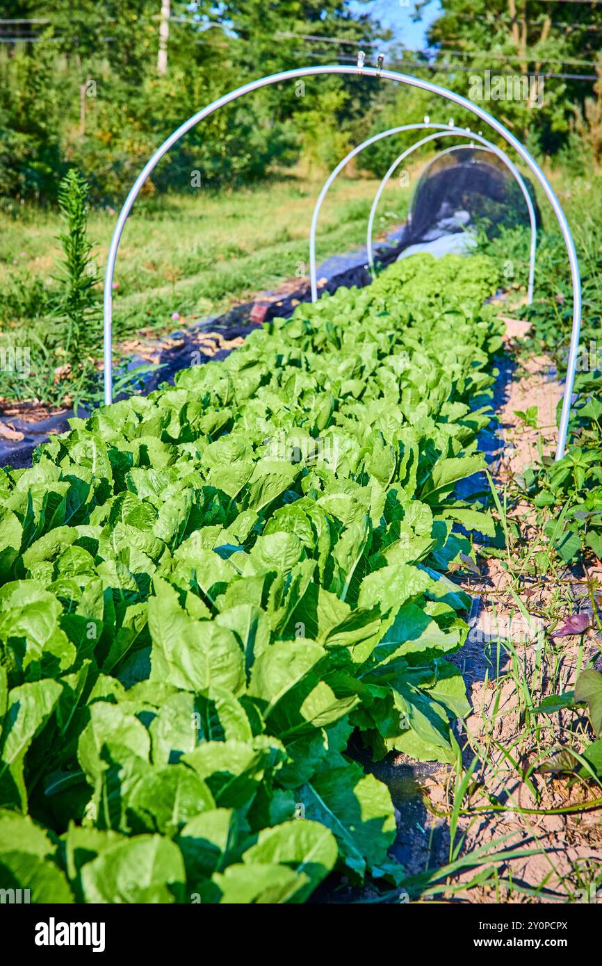 Organic Lettuce Garden Under Hoop House Eye-Level View Stock Photo - Alamy
