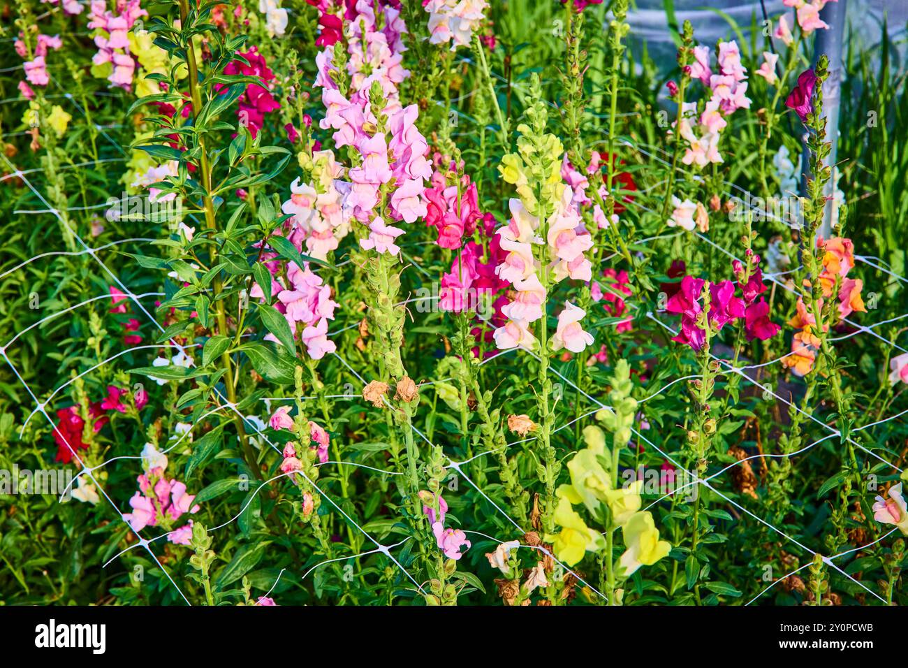 Blooming Snapdragons in Vibrant Garden Eye-Level View Stock Photo - Alamy